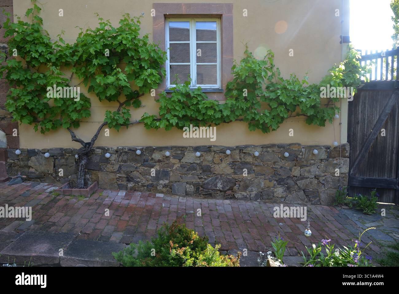 Historic house facade with grapevine and window Stock Photo - Alamy