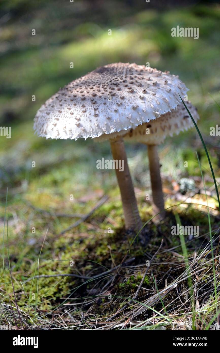 Two large parasol mushrooms hi-res stock photography and images - Alamy