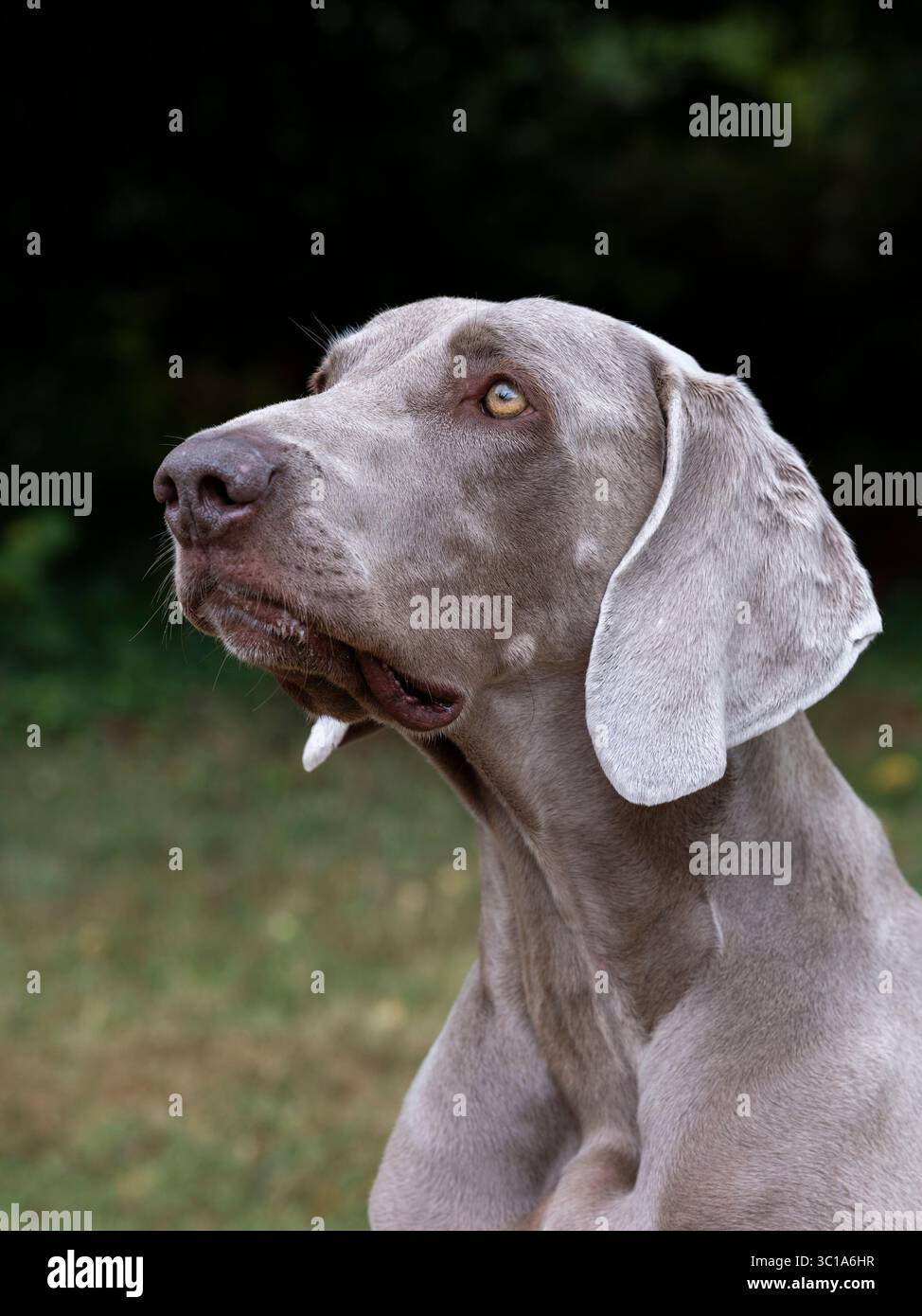Weimaraner headshot hi-res stock photography and images - Alamy