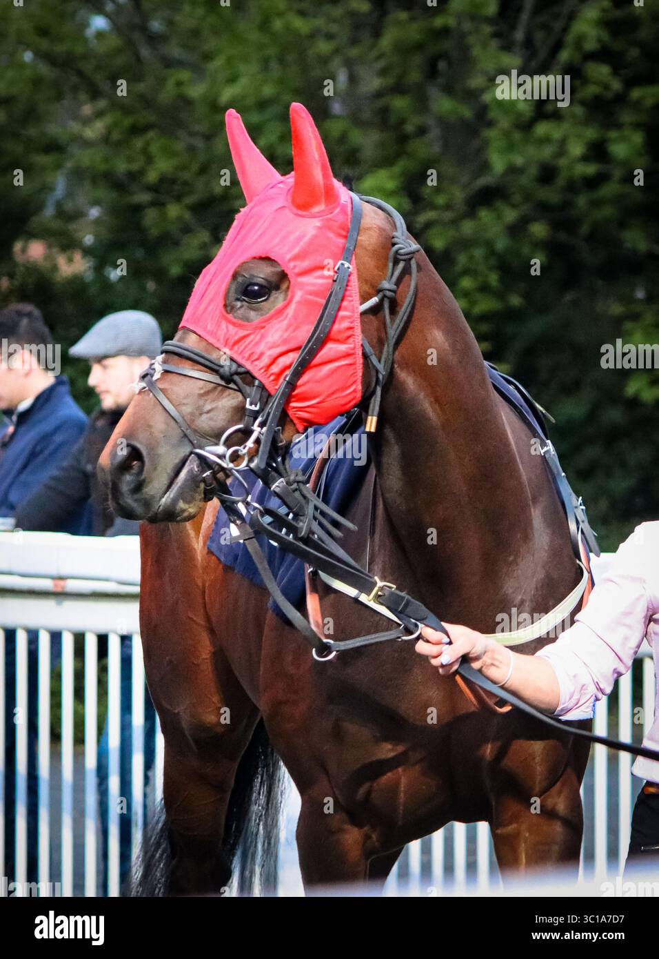 Racehorse in paddock with handler Stock Photo - Alamy