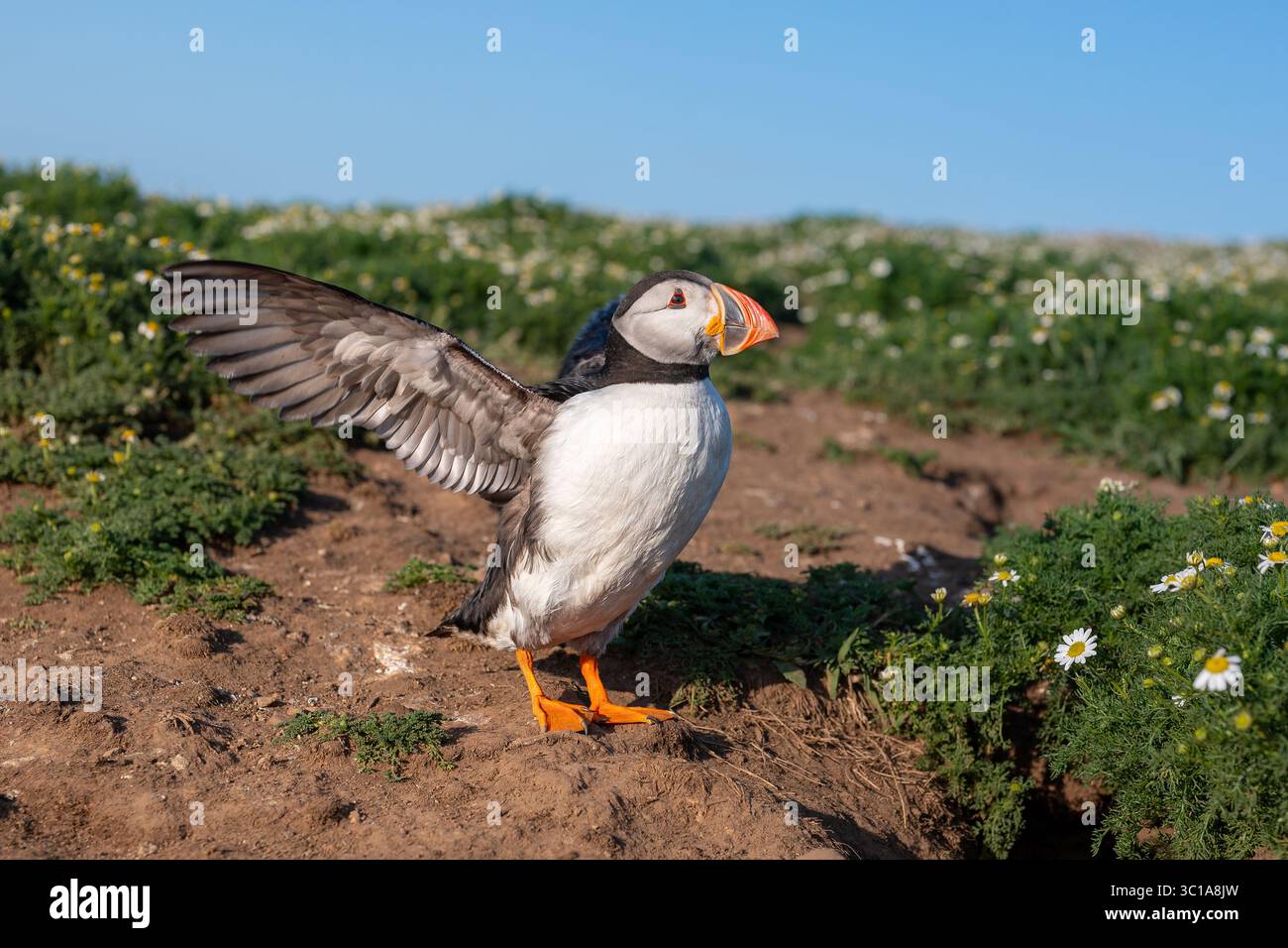 Puffin standing outside of burrow stretching wings Stock Photo - Alamy