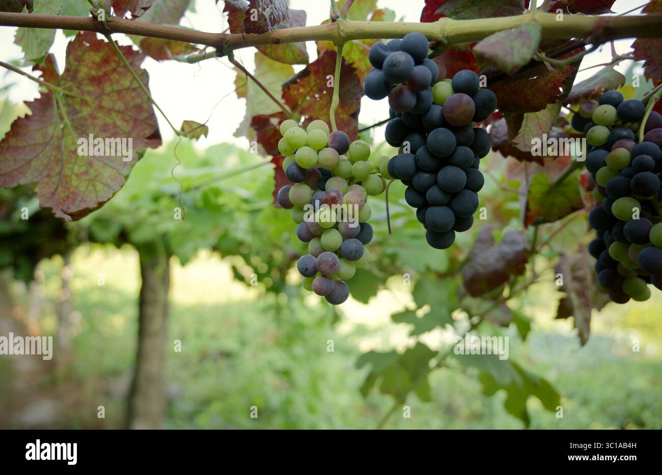 Vinhao grape hi-res stock photography and images - Alamy