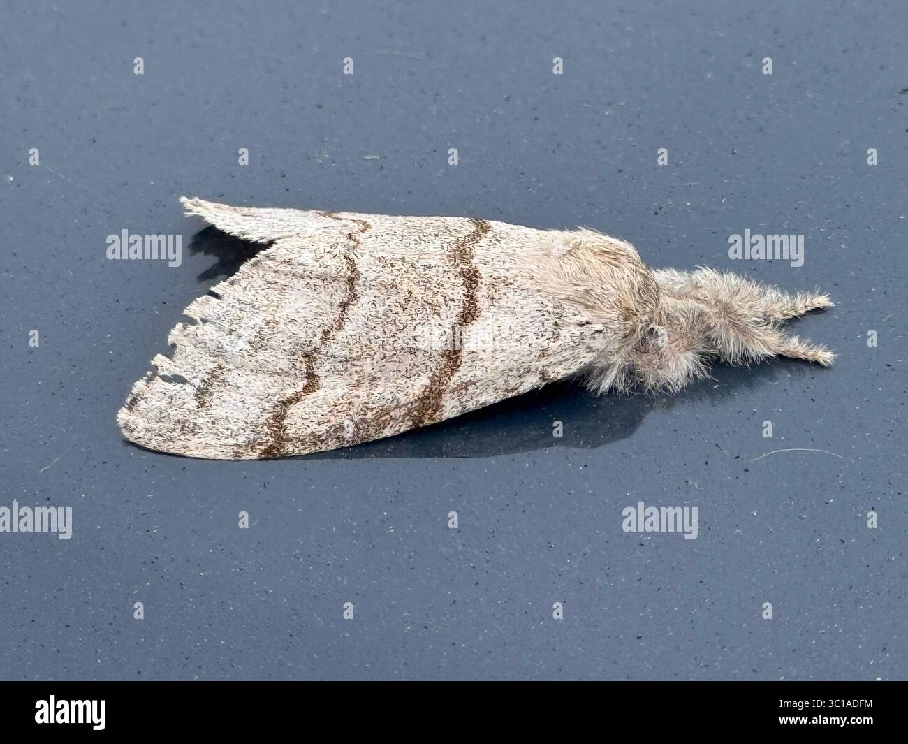 Close up view furry brown hi-res stock photography and images - Alamy