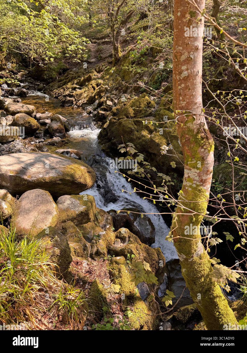 Woodland scene in natural hi-res stock photography and images - Alamy