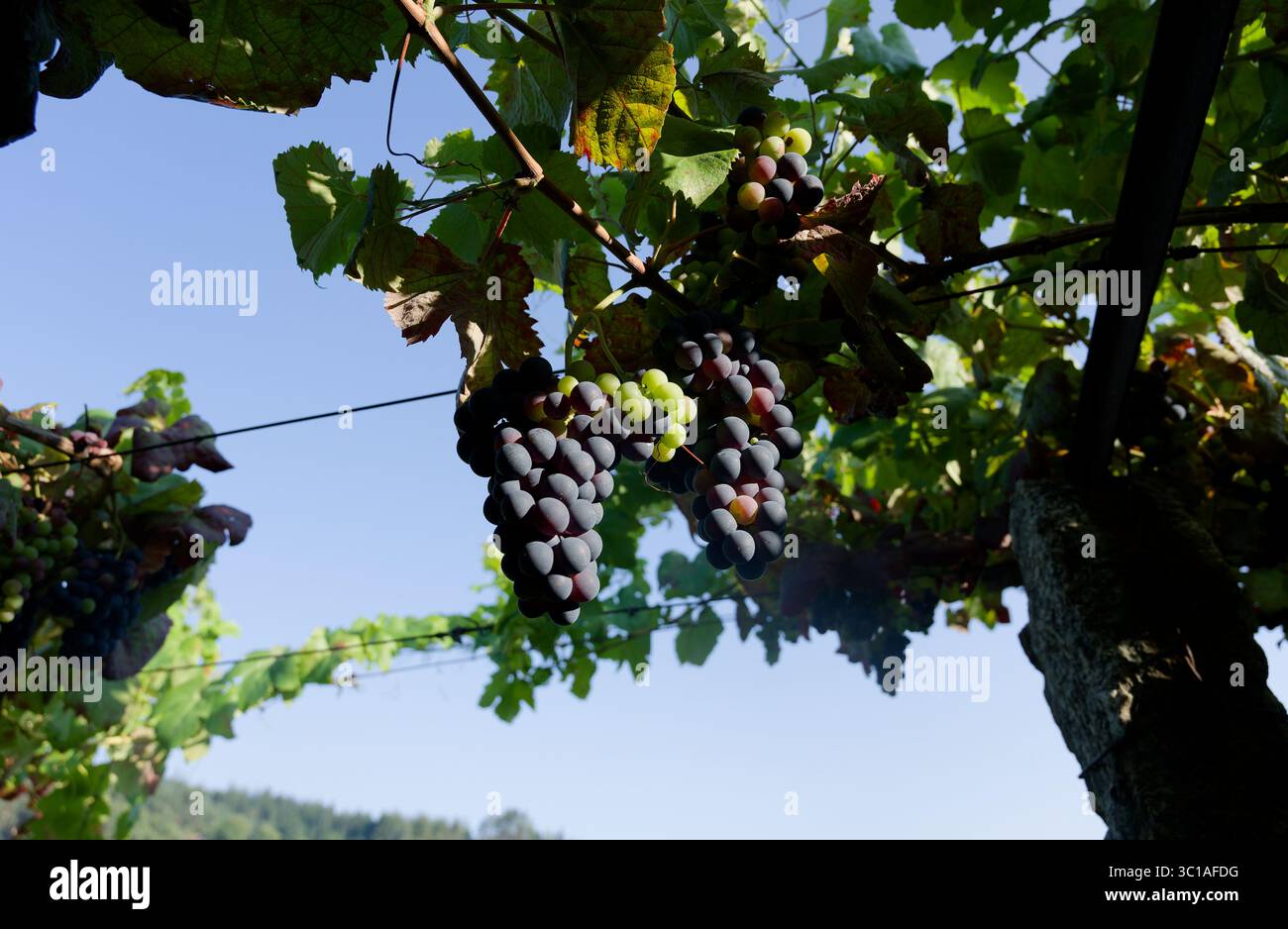 Vinhao grape hi-res stock photography and images - Alamy