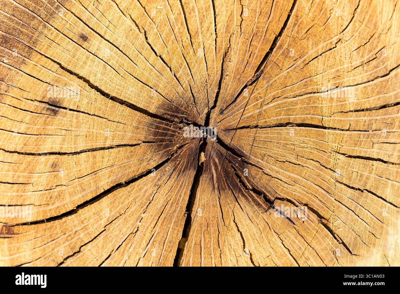 Timber cut mexico hi-res stock photography and images - Alamy