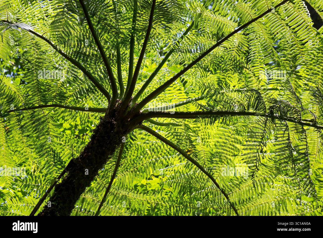 Ferns, tree ferns at the rainforest, Huatusco, Veracruz, Mexico Stock ...