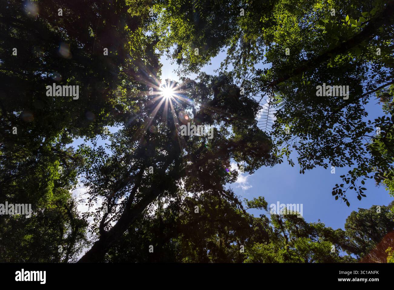 The rainforest trees and foliage, Huatusco, Veracruz, Mexico Stock ...