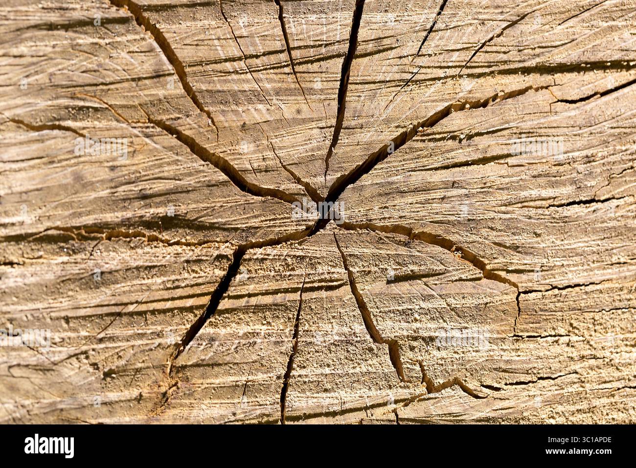 Detail of the timber cut at the rainforest near Huatusco, Veracruz ...