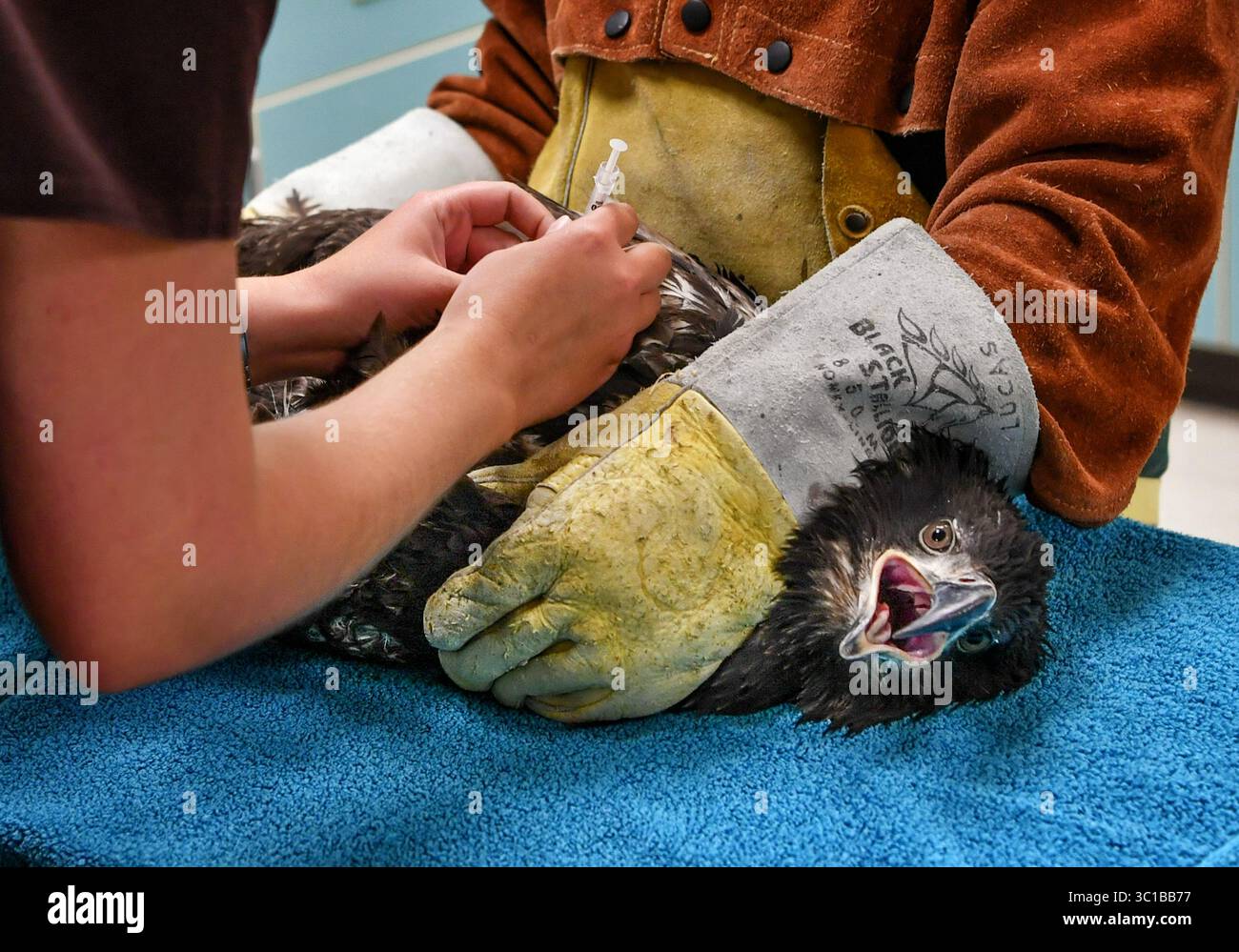 Lucas veterinary clinic hi-res stock photography and images - Alamy