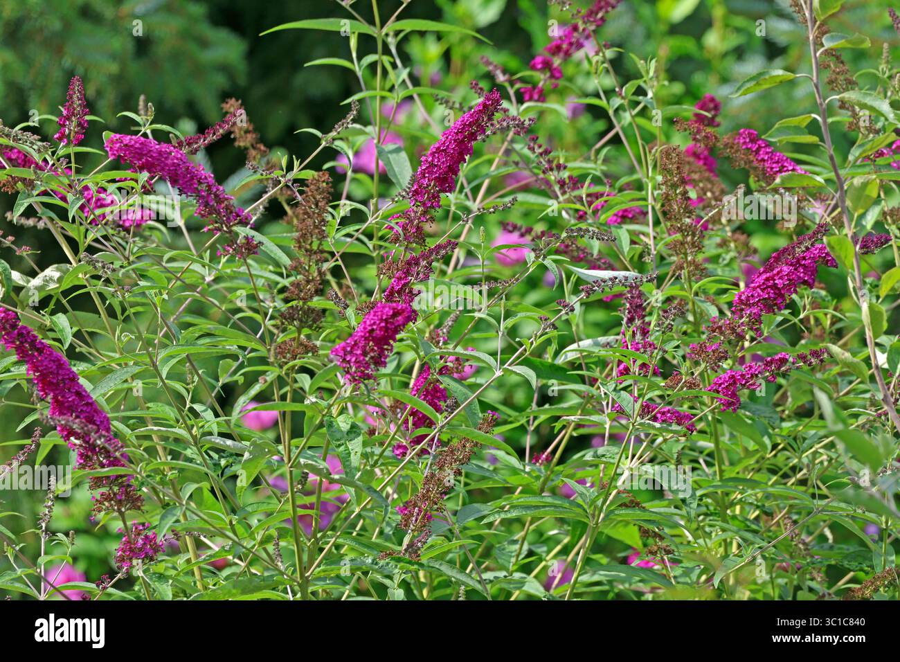 Invasive Neophyten Der Sommerflieder, der als invasiver Neophyt ...