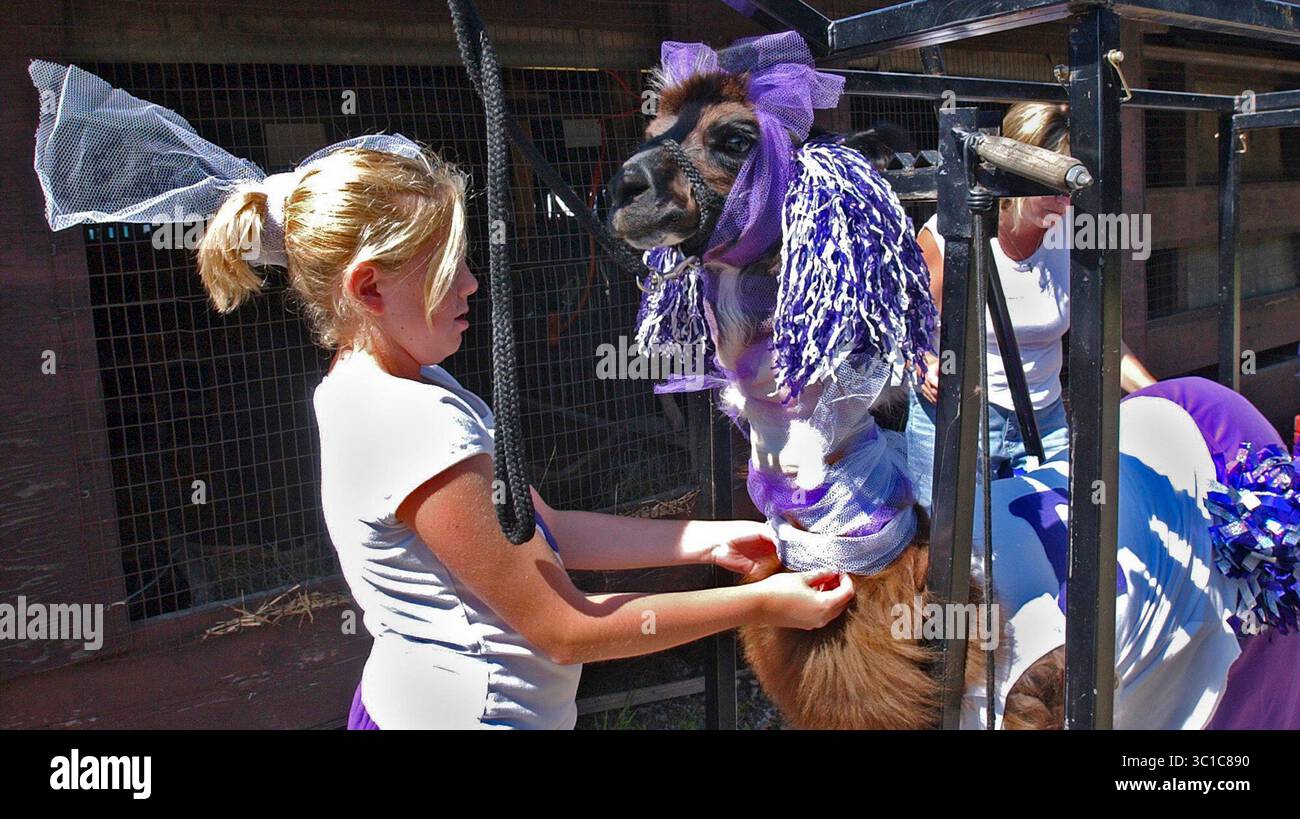 Minnesota state fair llama costume hi-res stock photography and images ...