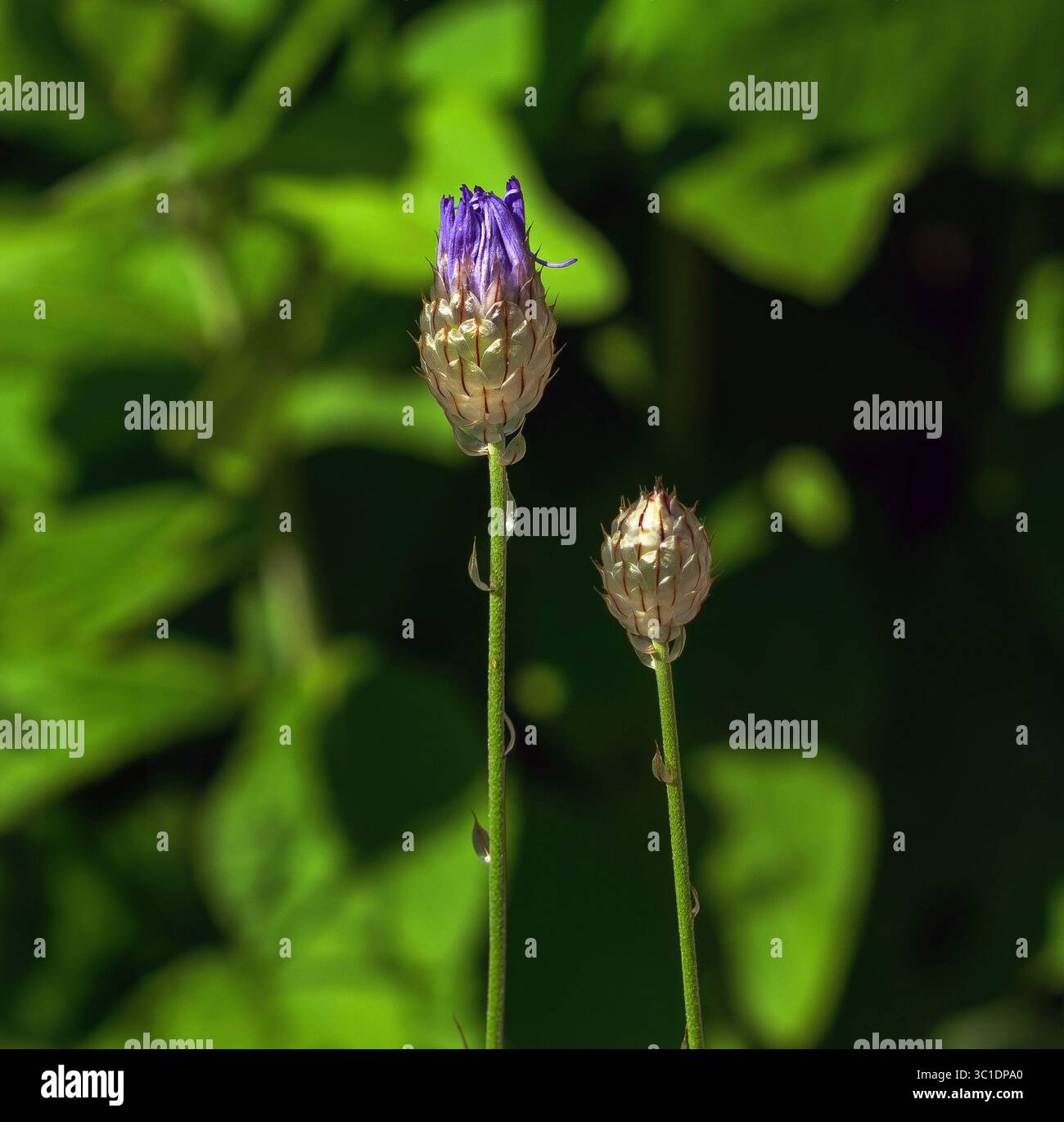 Catananche caerulea, commonly called Cupid's Dart viewed at close range ...