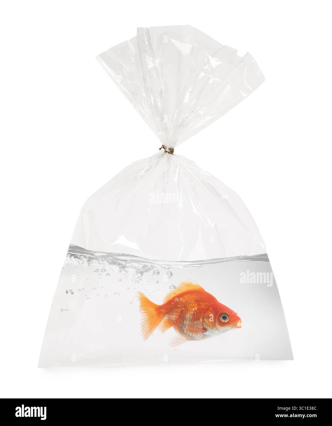 Fish in plastic bag Cut Out Stock Images & Pictures - Alamy