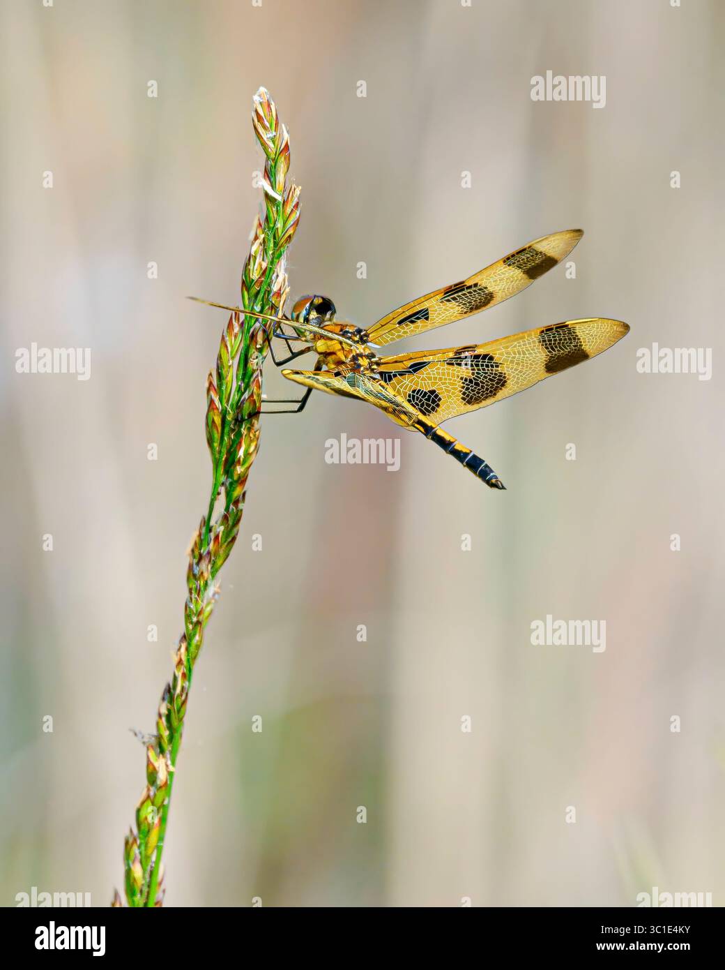 Pennent pennant hi-res stock photography and images - Alamy