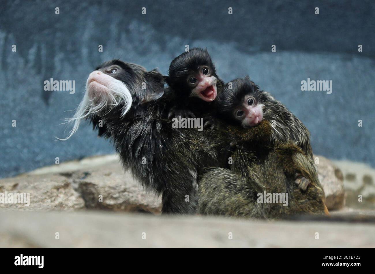 Richard pitino hi-res stock photography and images - Alamy