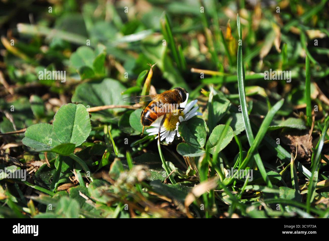 Bee pollinating a common Daisy Stock Photo - Alamy