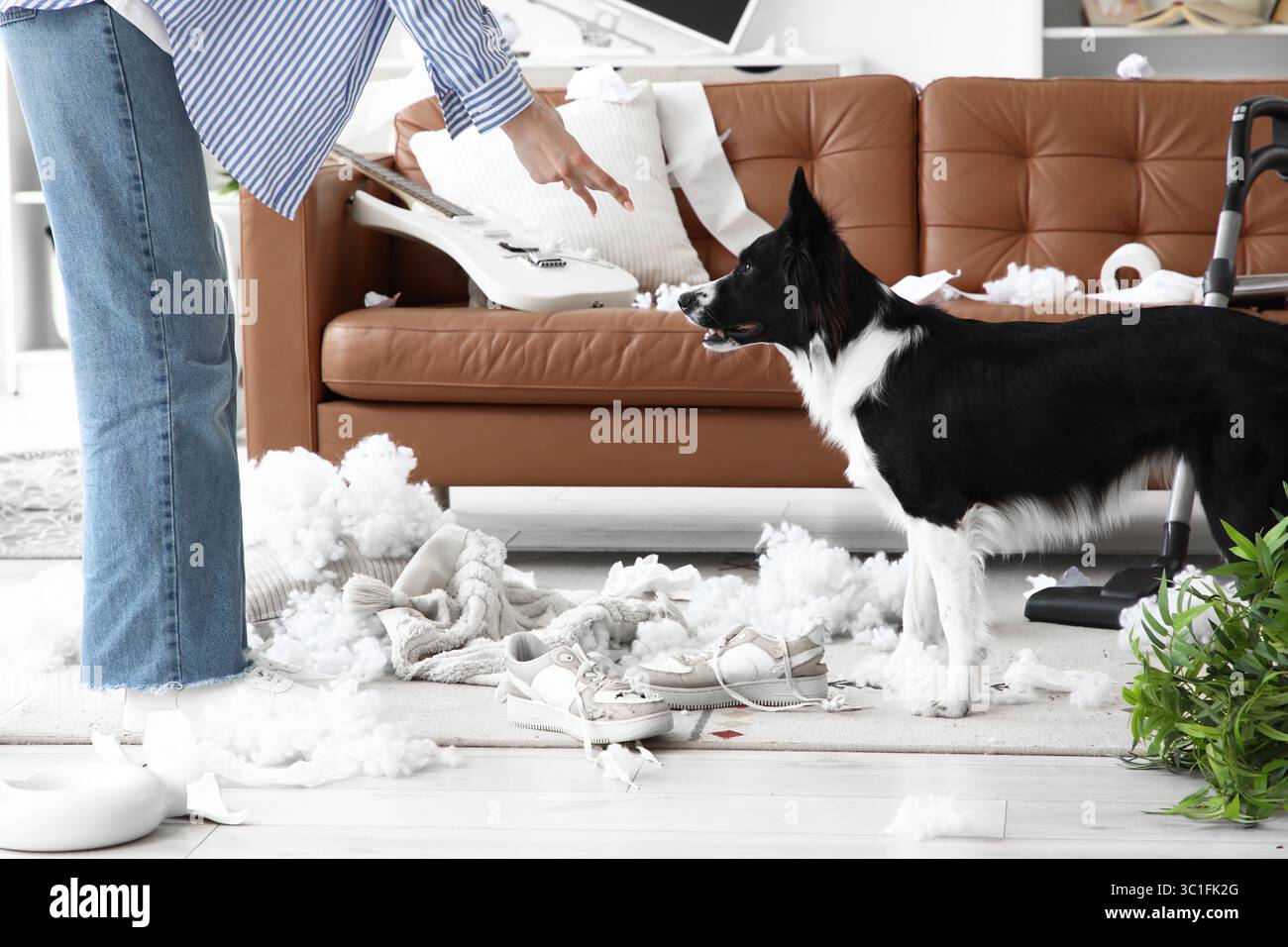Woman scolding dog mess hi-res stock photography and images - Alamy