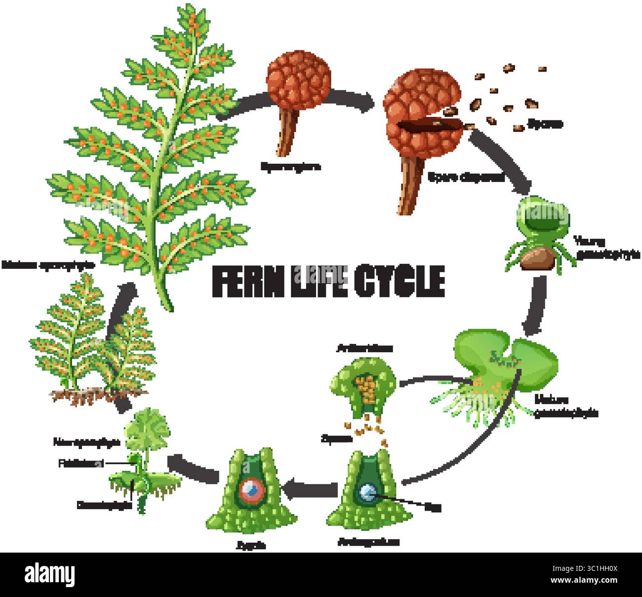 Fern study Stock Vector Images - Alamy