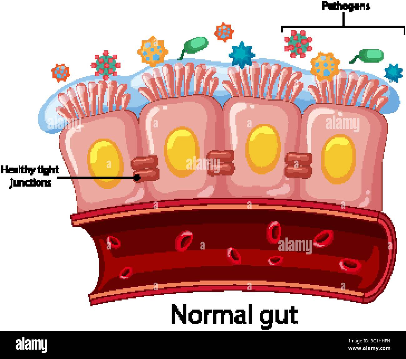 Gastrointestinal barrier hi-res stock photography and images - Alamy