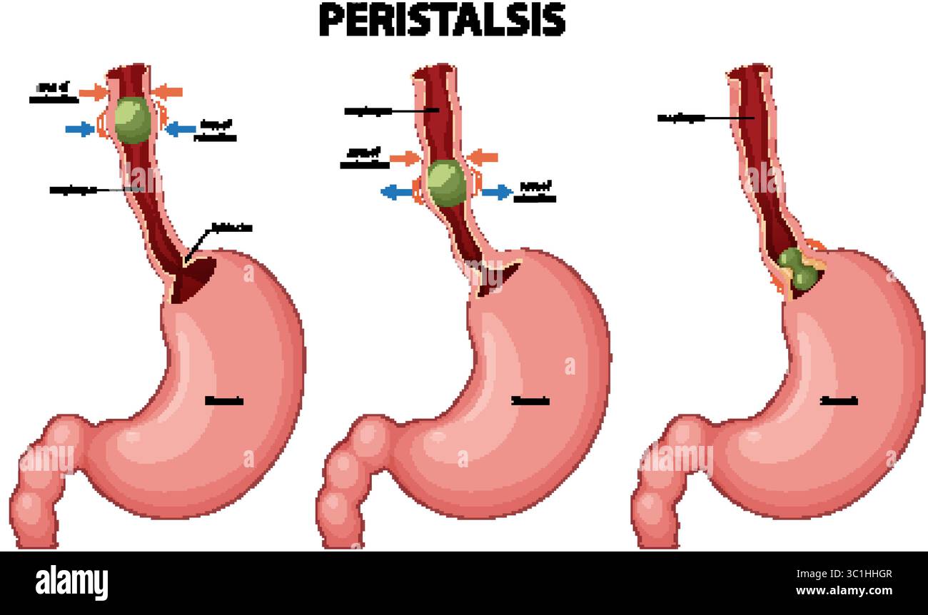 Illustration of peristalsis in the human digestive system, showing ...