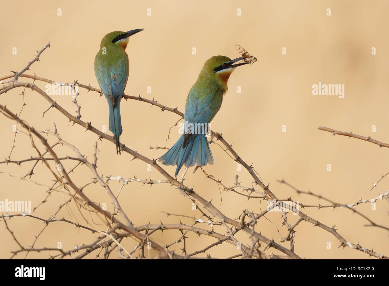 Blue Tailed Bee Eater with Prey Stock Photo - Alamy