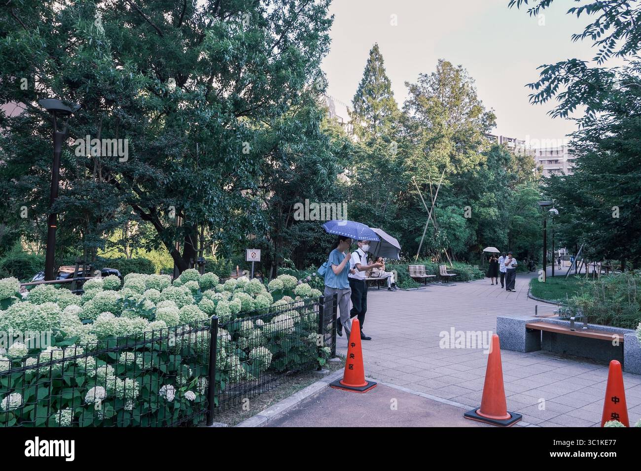 In a quiet Tokyo park, clusters of blooming hydrangeas soften the urban ...