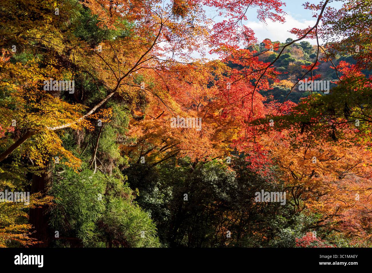 Vibrant autumn foliage covering the slopes of Mount Minoh under a blue ...