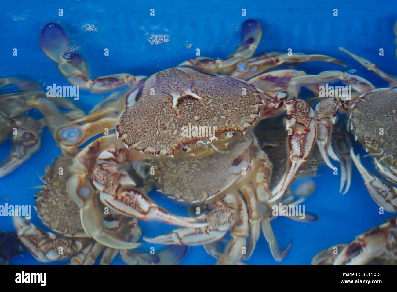 Live crabs in a water tank at a seafood market Stock Photo - Alamy