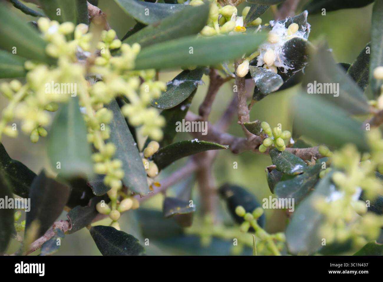 Olive tree in bloom and infected with a pest of Dactylopius Coccus in ...
