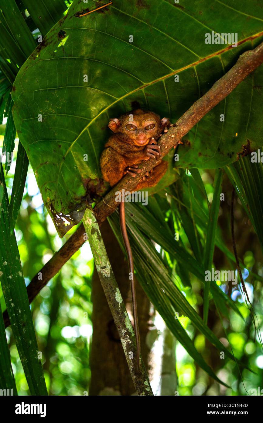 View of a Philippine Tarsier clinging to a branch, its large eyes ...