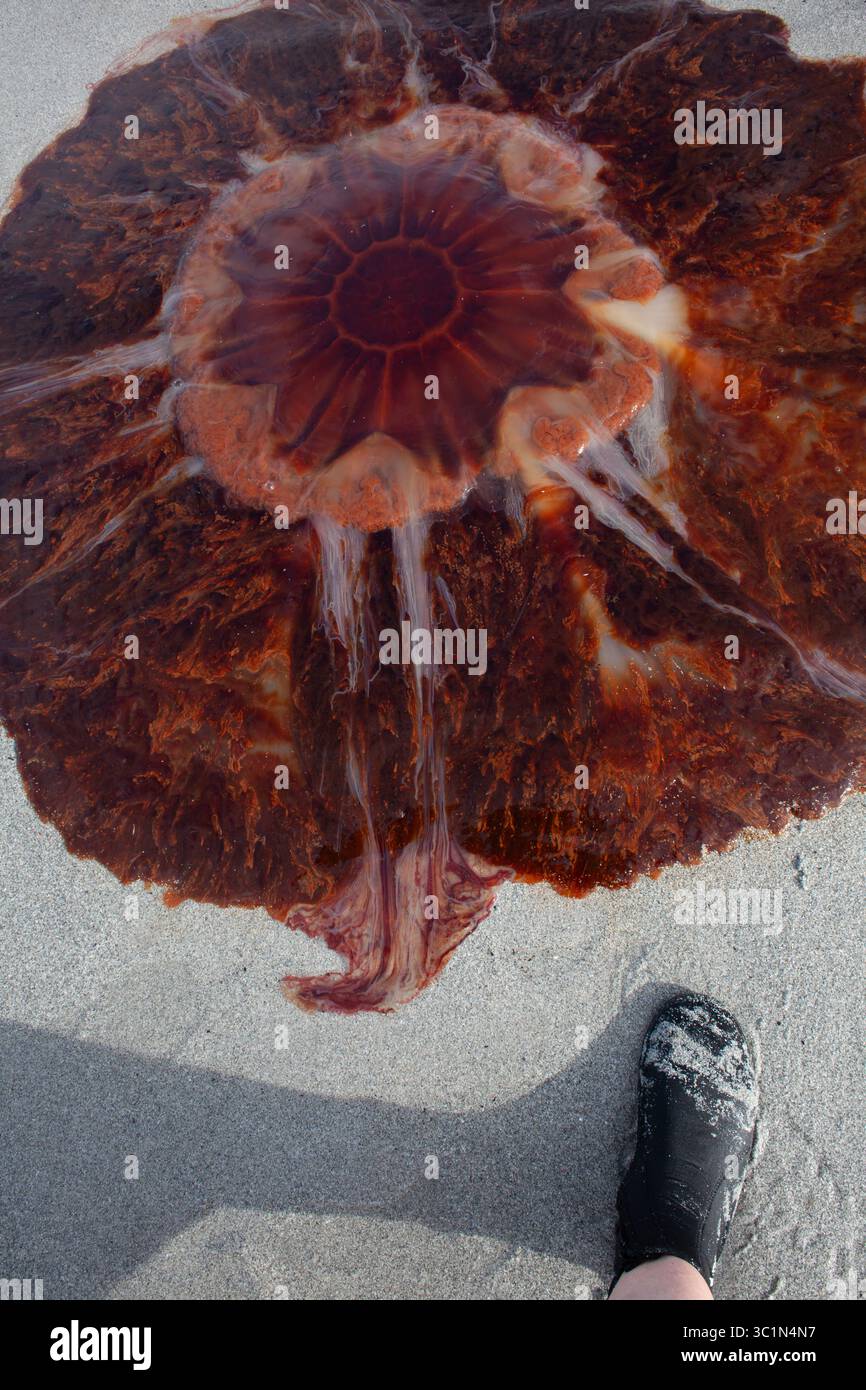 Lion's Mane jellyfish on beach in Orkney Islands, Scotland Stock Photo ...