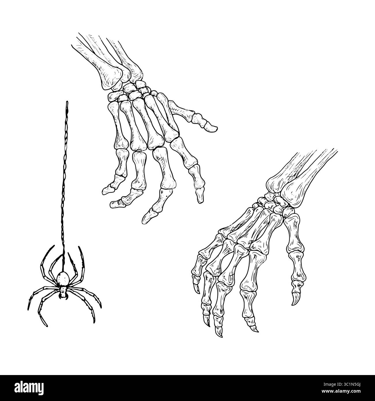 A skeletal hand with claws holds a spider on a spider web, black and ...