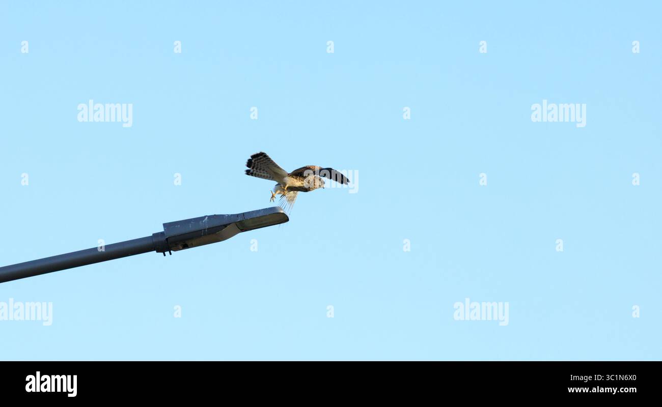 A kestrel taking off from a street light, captured mid-leap with wings ...