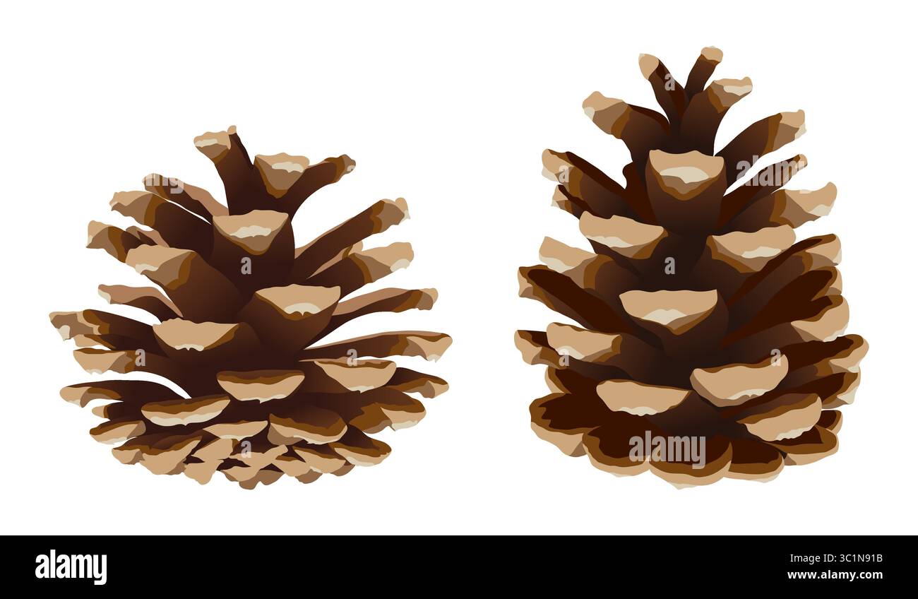 Pine cone set, realistic vector illustration isolated Stock Vector ...