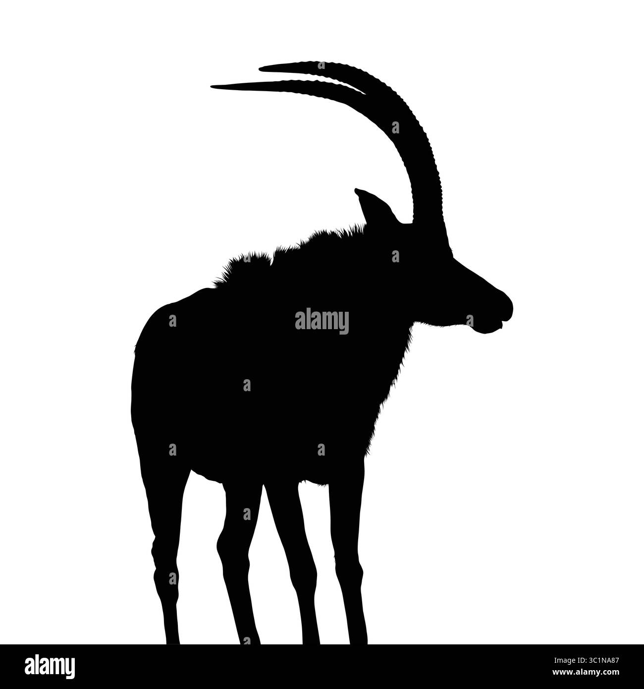 With curved horns Black and White Stock Photos & Images - Alamy