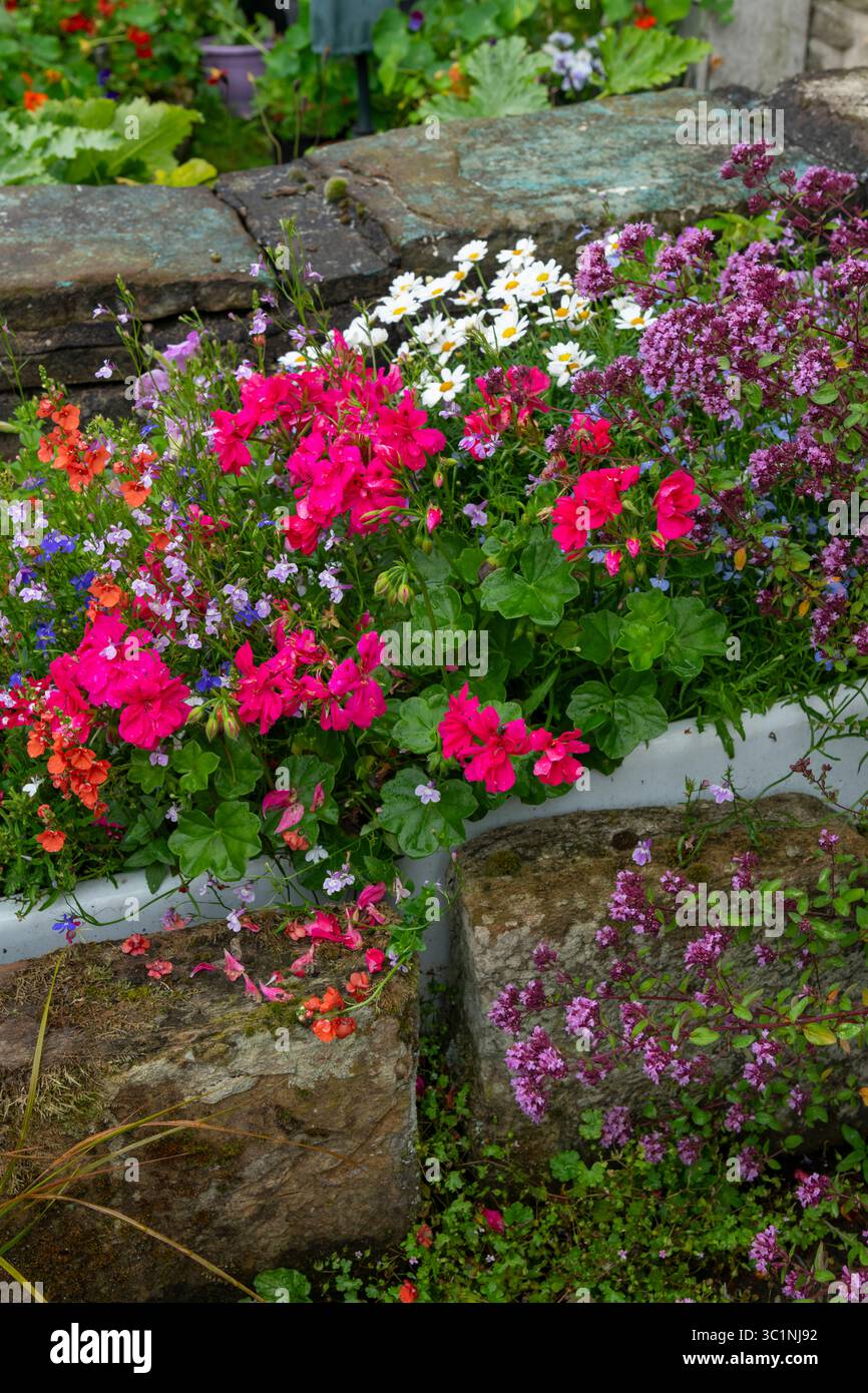 Geraniums lobelia hi-res stock photography and images - Alamy