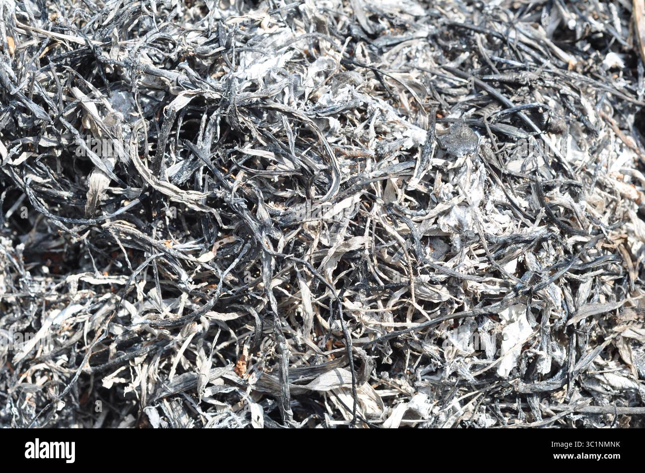 Smoke ashes after forest fire hi-res stock photography and images - Alamy