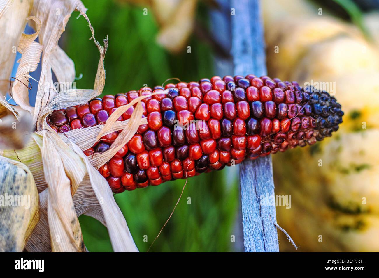 Heirloom corn hi-res stock photography and images - Alamy
