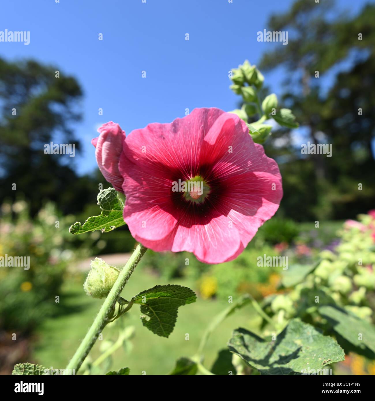 Hollyhock seeds seed hi-res stock photography and images - Alamy