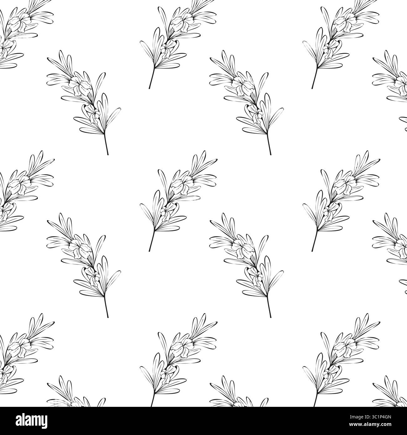 Rosemary twigs pattern, hand drawn outline drawing, branch with flowers ...