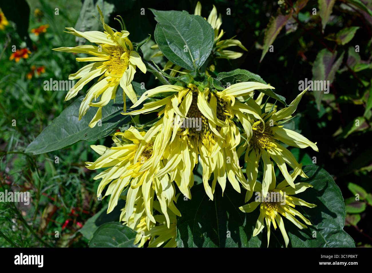 Pale yellow summer flowers of dwarf sunflower Helianthus ‘Lemon Cutie ...