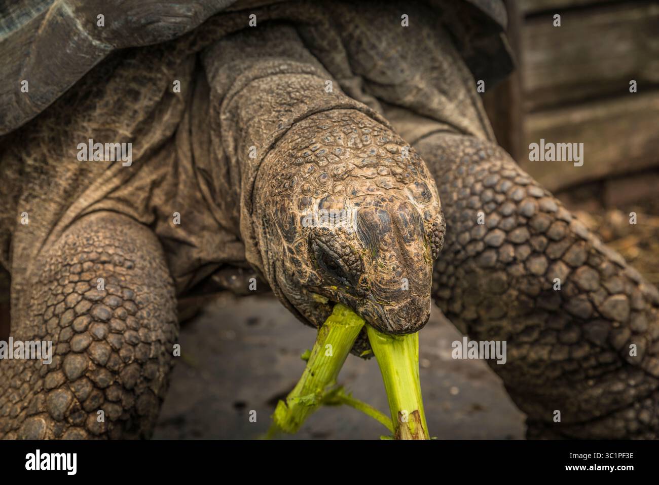 giant tortoise being offered food, showing detailed texture of its ...