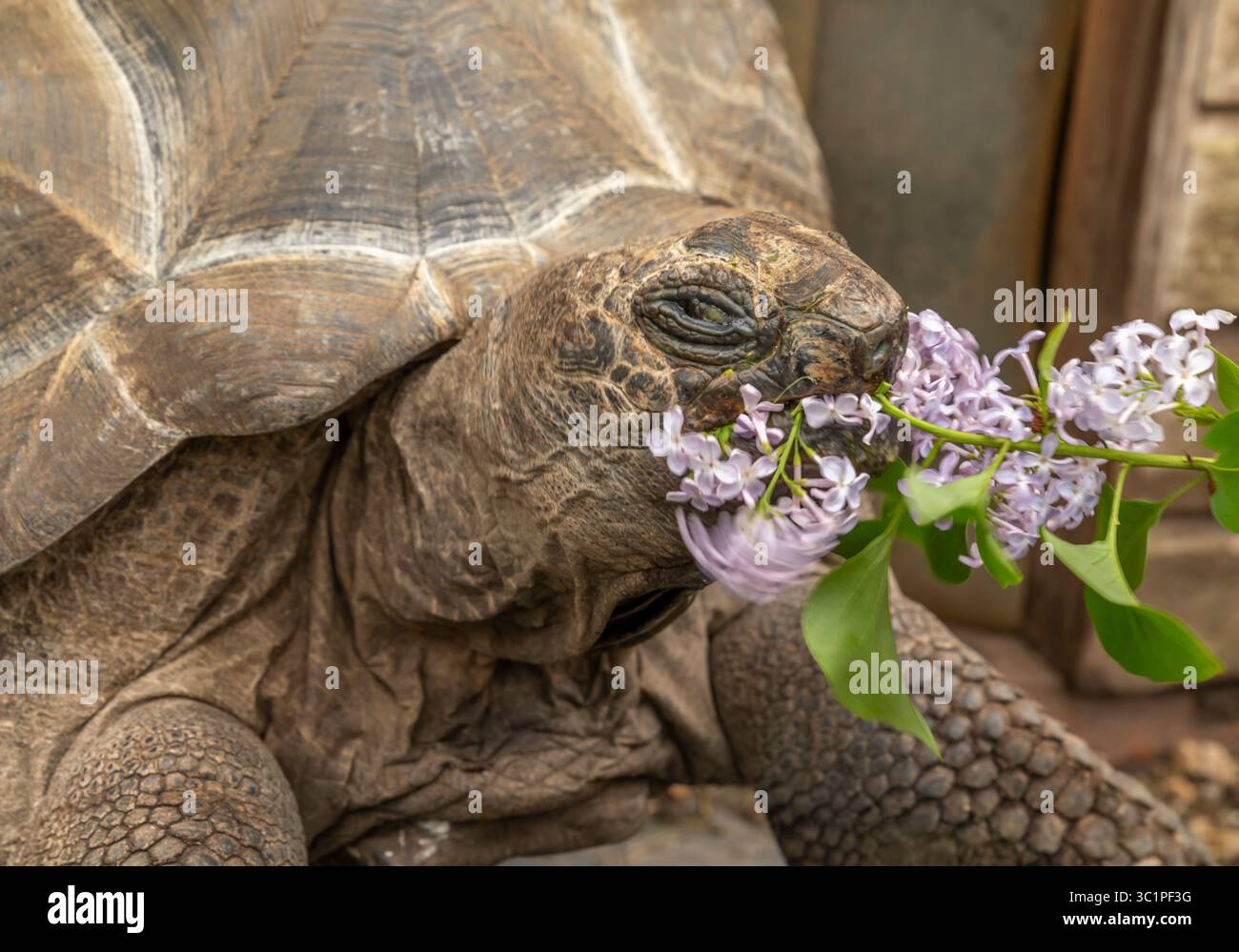 giant tortoise being offered food, showing detailed texture of its ...