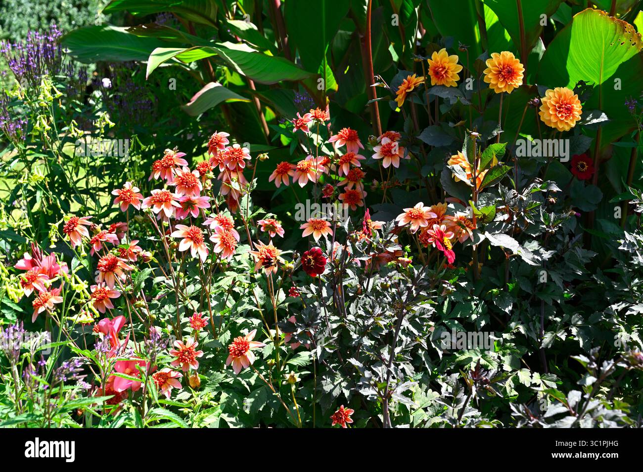 Mixed dahlias in vibrant shades and foliage as part of a hot colour scheme garden border July UK ...