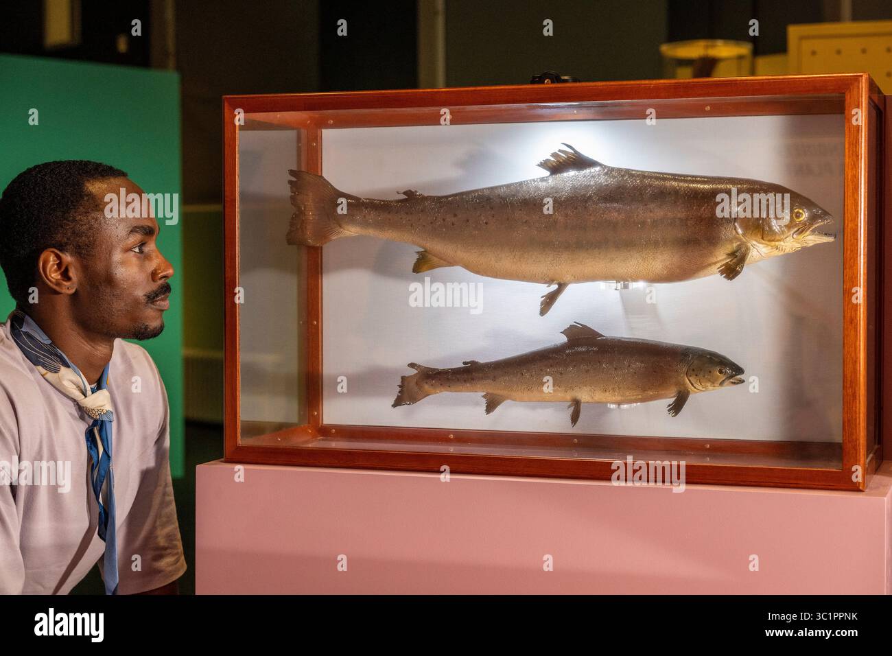 Aquadvantage salmon hi-res stock photography and images - Alamy
