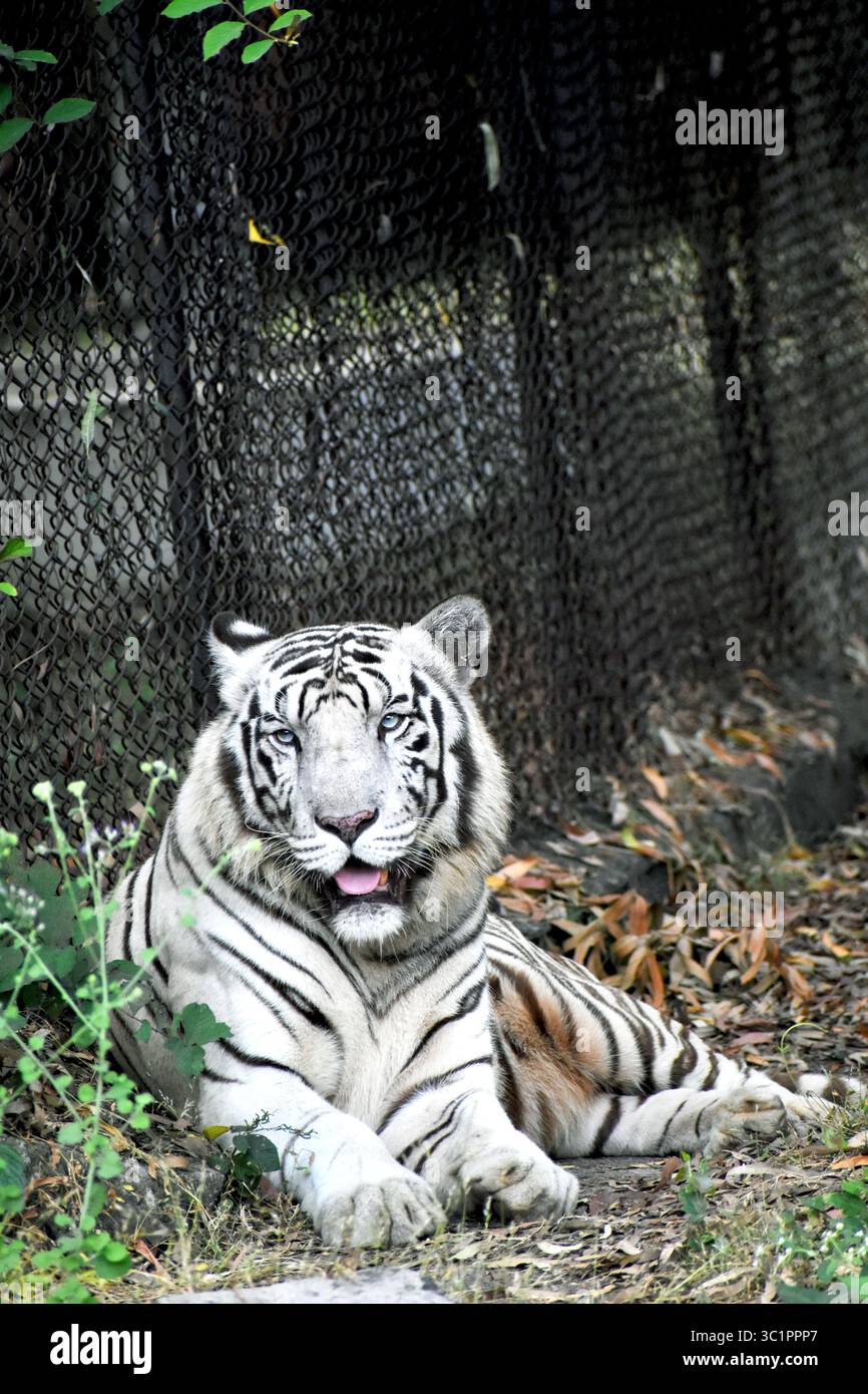 Striking and powerful white tiger (Panthera tigris tigris), a rare ...
