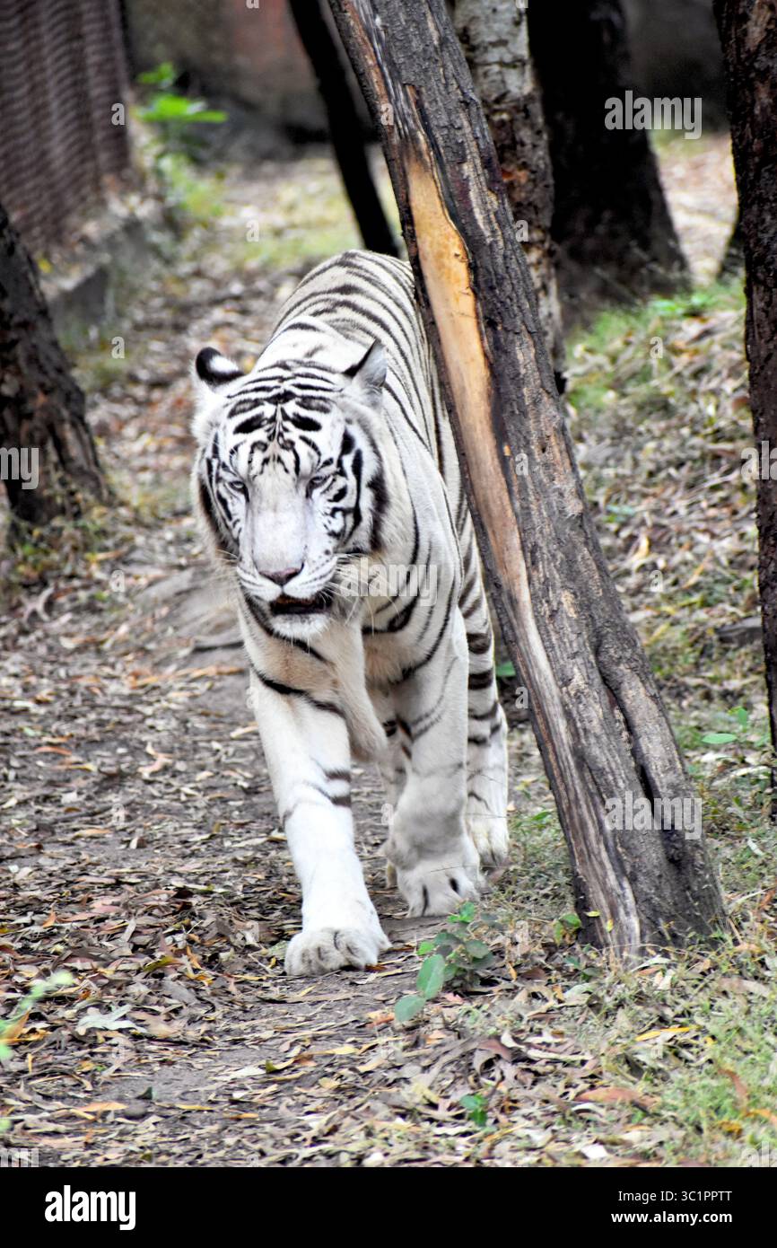 Striking and powerful white tiger (Panthera tigris tigris), a rare ...