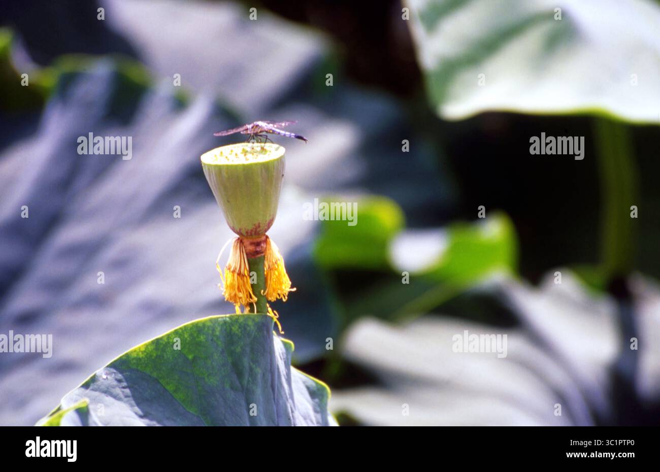 Dragonfly on lotus seed hi-res stock photography and images - Alamy