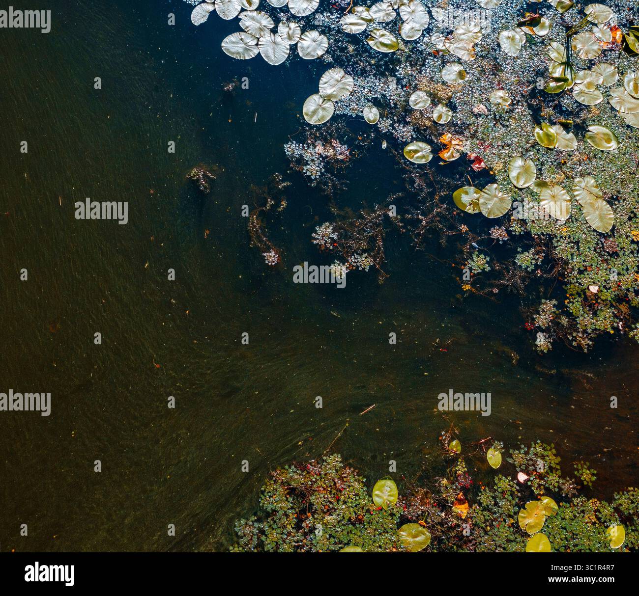 Aerial view of water lilies and aquatic plants forming patterns on a ...